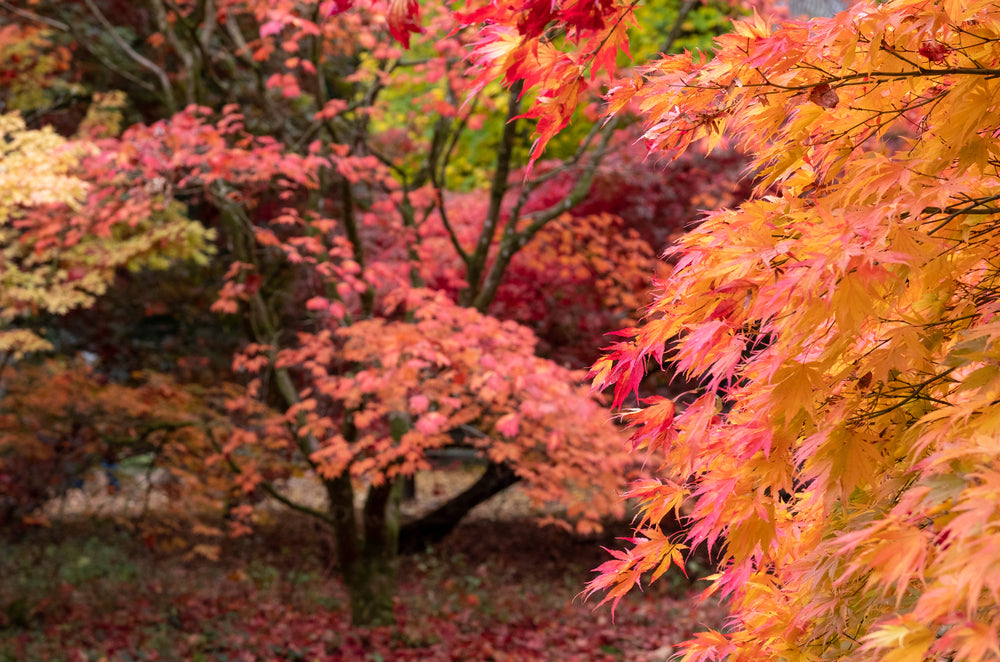 Popular Autumn Colours Trees – Arundel Arboretum