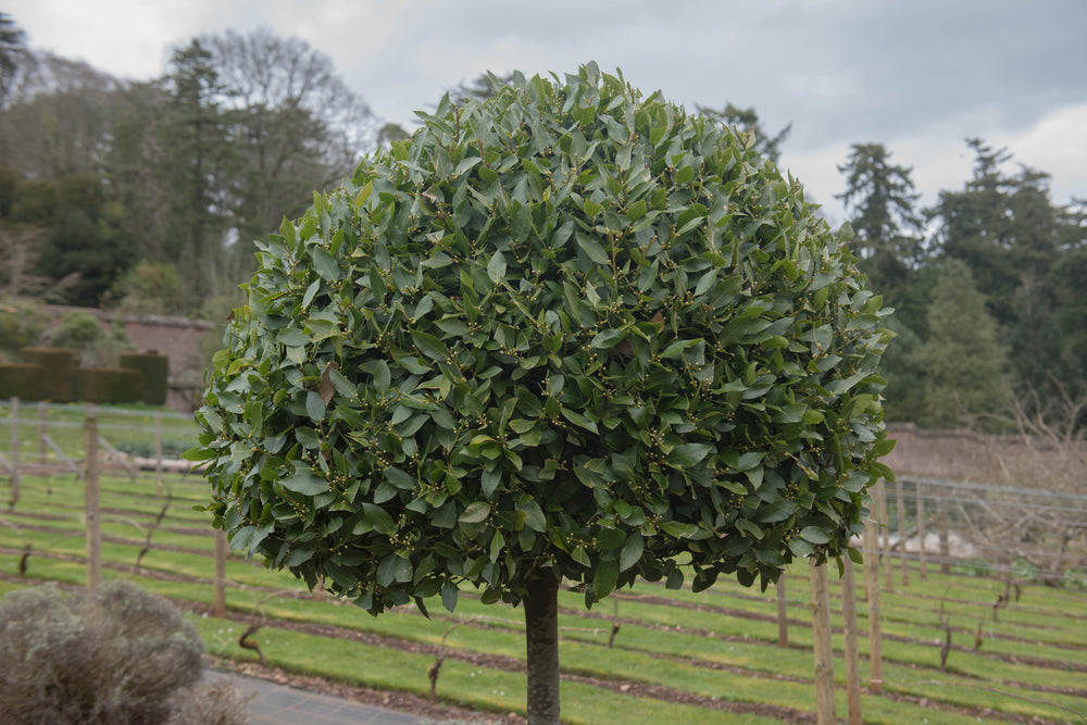 Arundel Arboretum - Evergreen Trees - Buy with confidence from tree nursery in Arundel, West Sussex