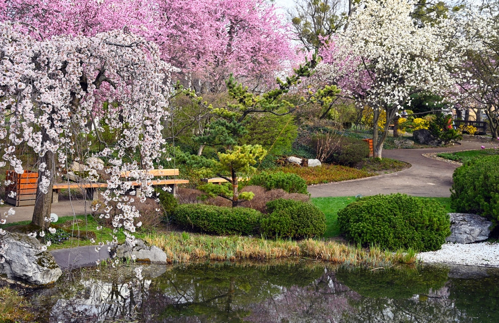 Flowering Trees – Arundel Arboretum