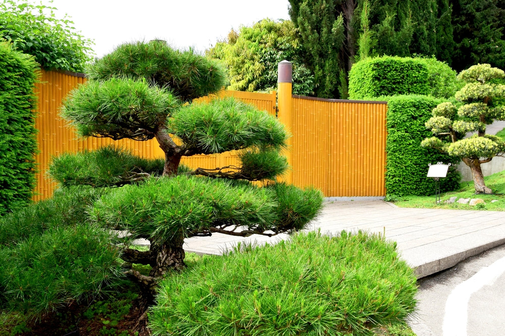 Bonsai and Cloud Specimen – Arundel Arboretum