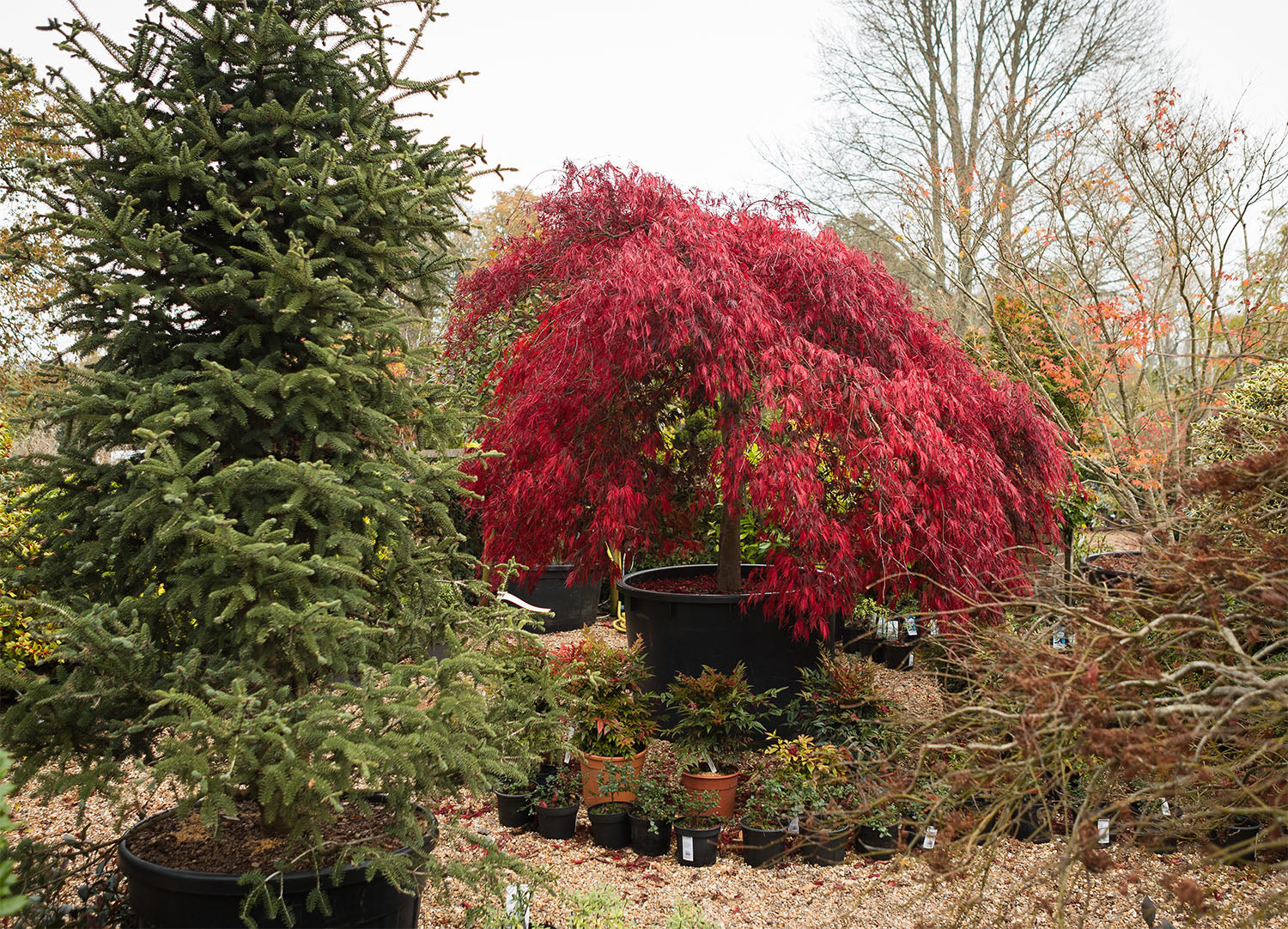 Mature Trees – Arundel Arboretum