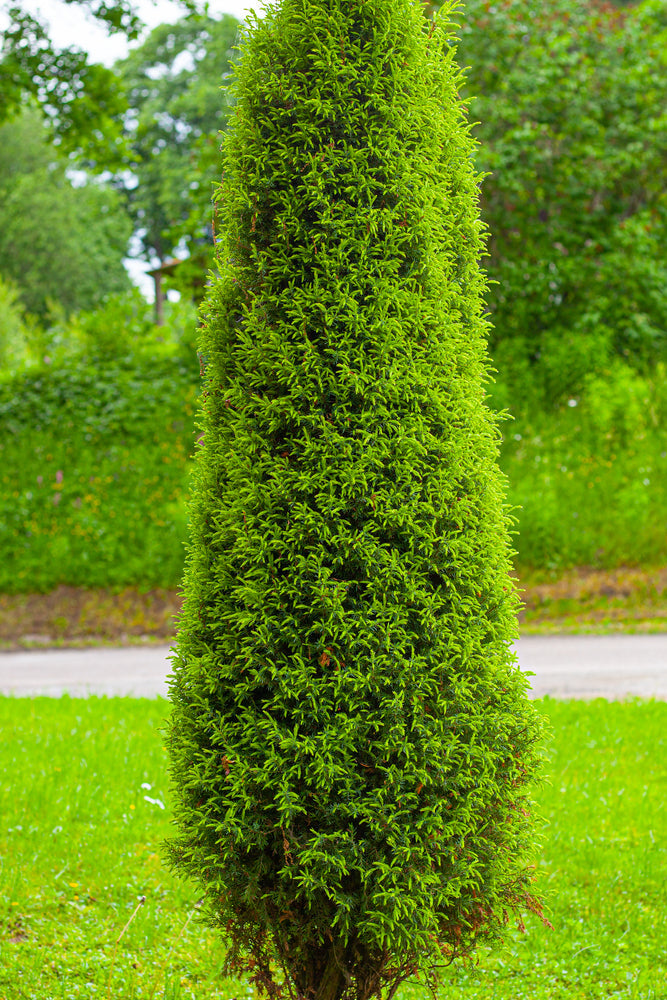 Conical Thuja | Pyramidalis, Plicata – Arundel Arboretum