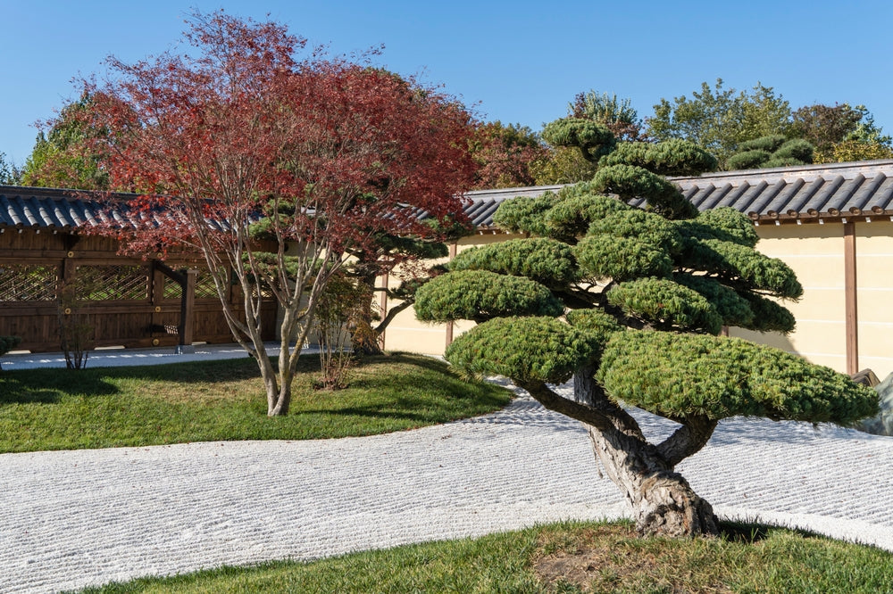 Buy specimen trees, high quality mature, cloud, bonsai trees directly from nurser in Arundel ...