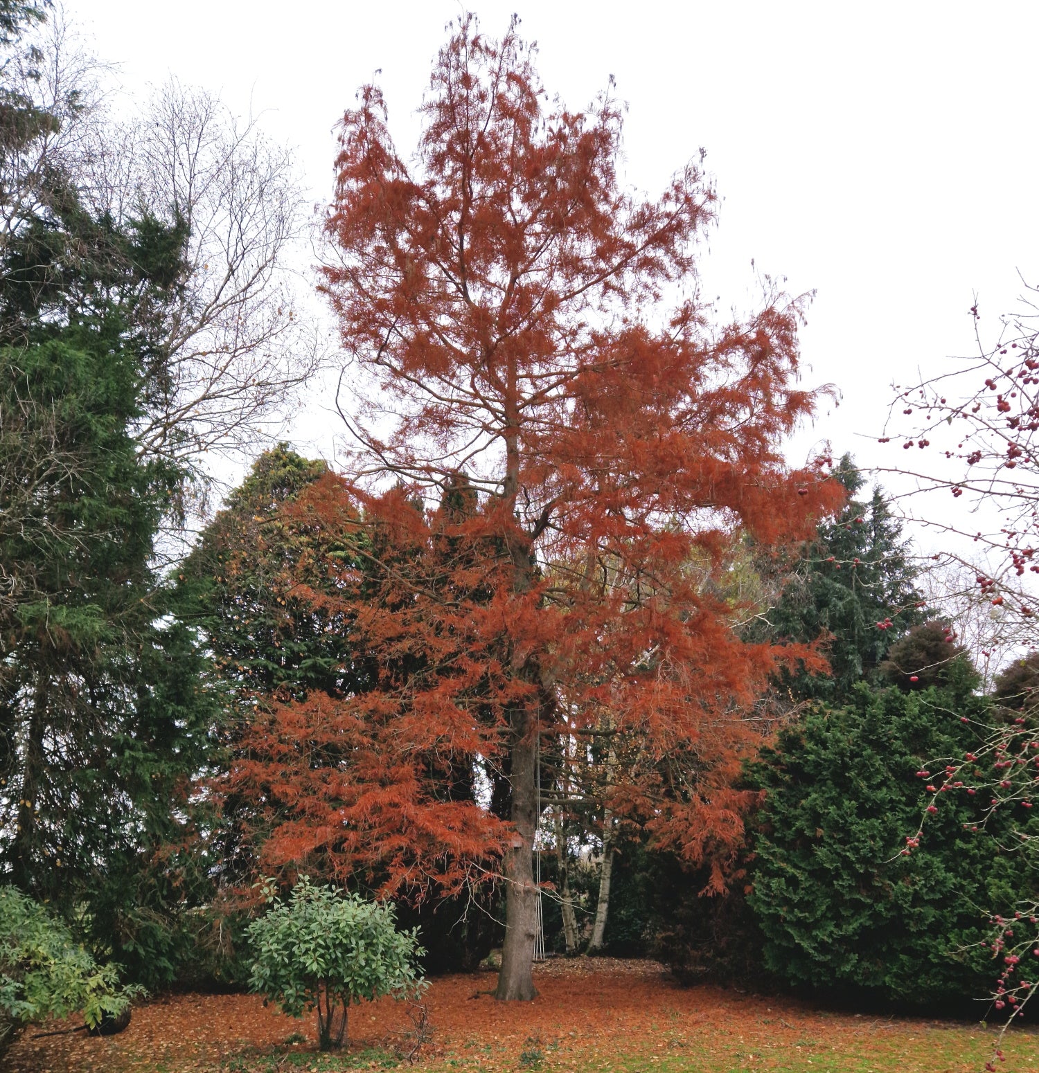 Taxodium Tree | Bald Cypress | Majestic deciduous conifer – Arundel Arboretum