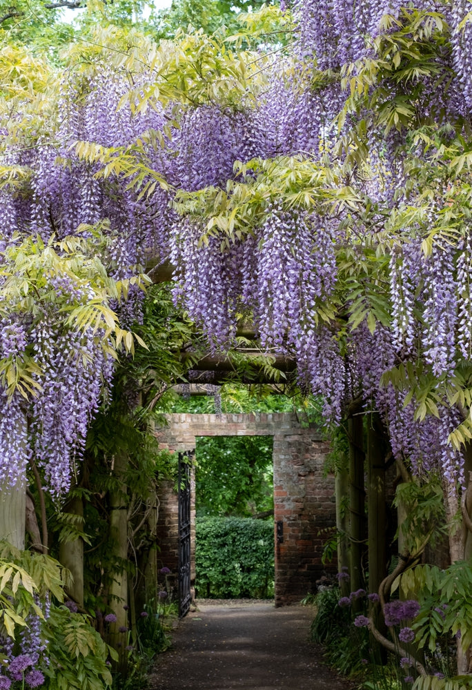Wisteria climbers – Arundel Arboretum
