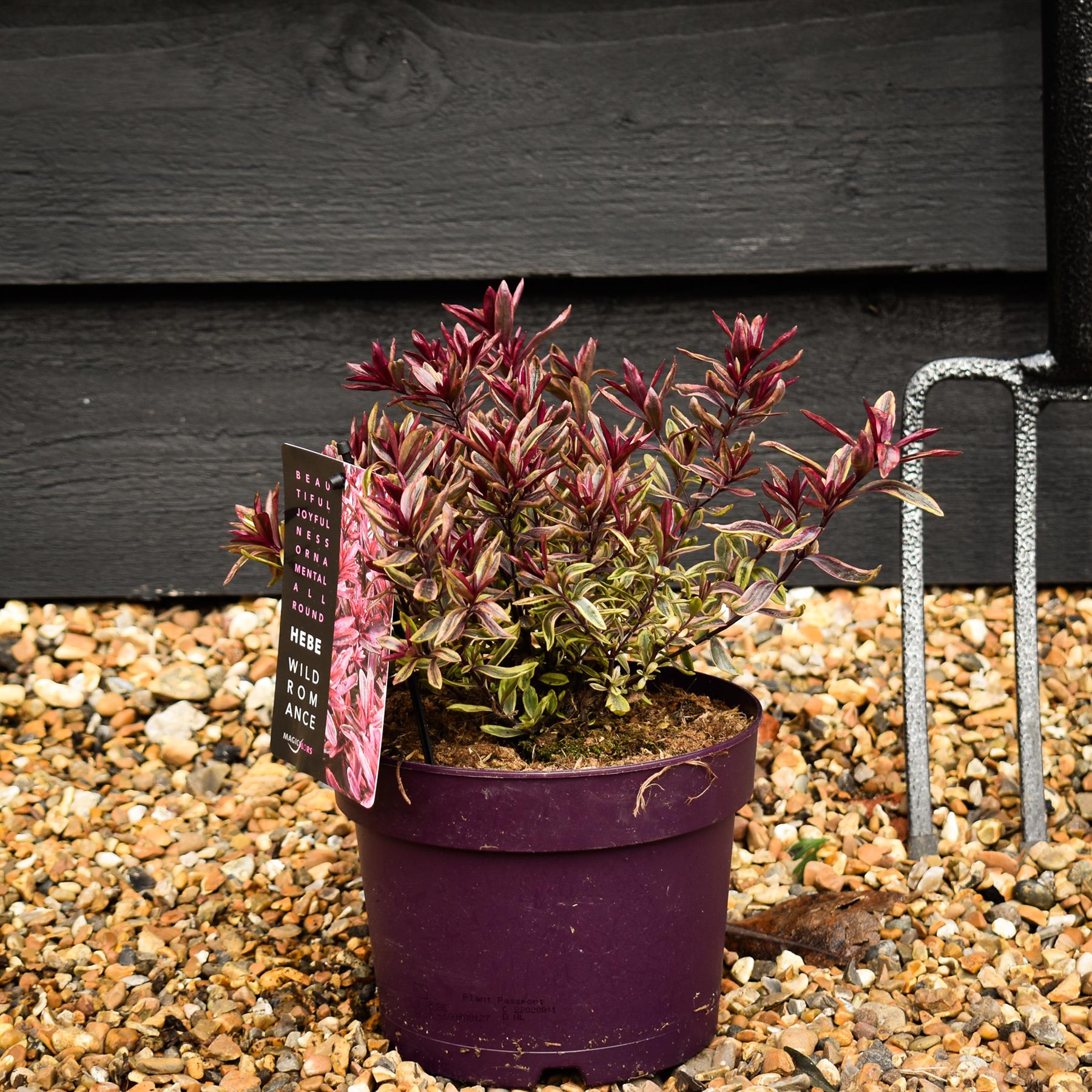 Hebe 'Wild Romance' - Height 10-20cm - 2lt – Arundel Arboretum