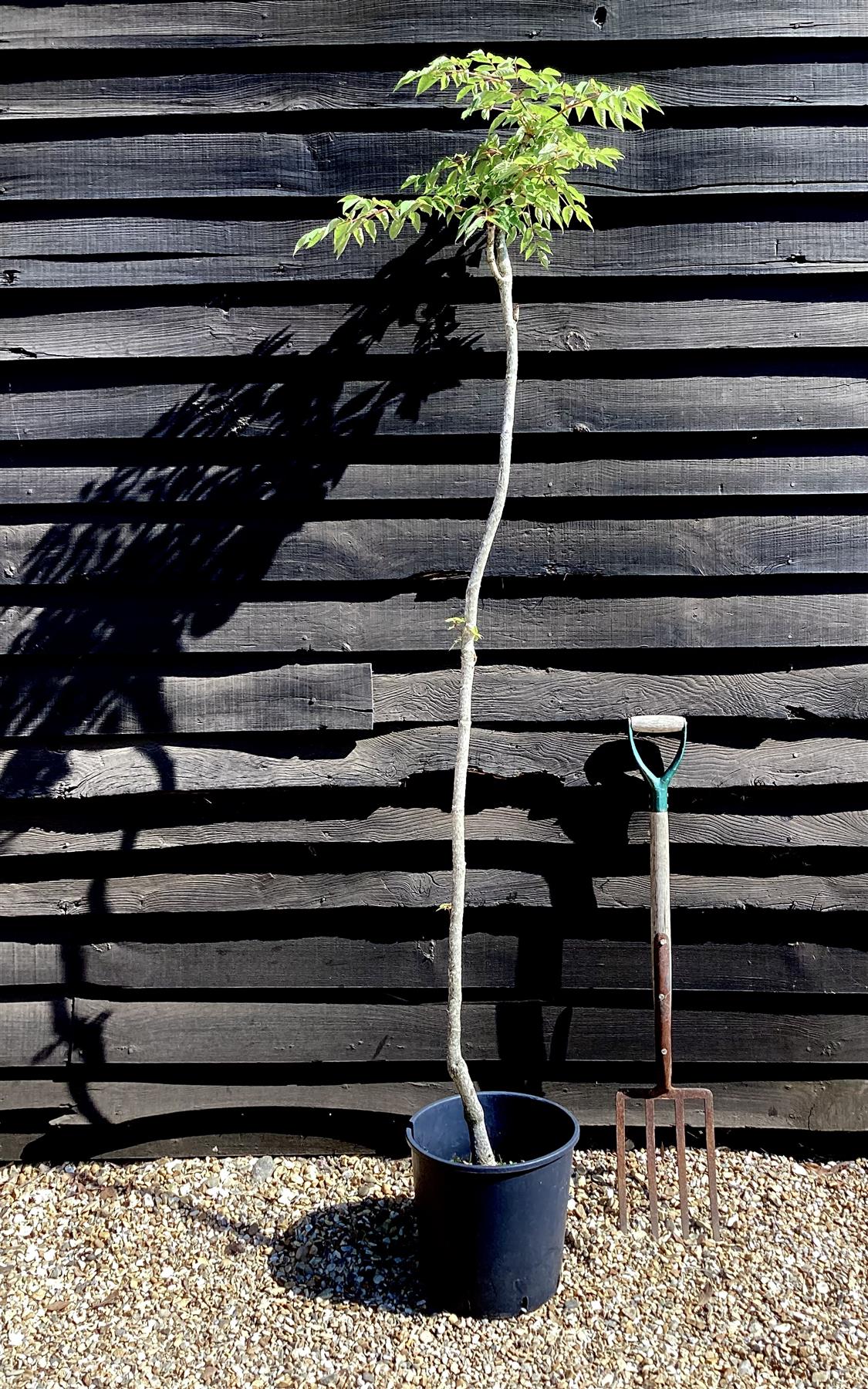 Aralia elata | Japanese Angelica Tree - 60-80cm, 20lt – Arundel Arboretum