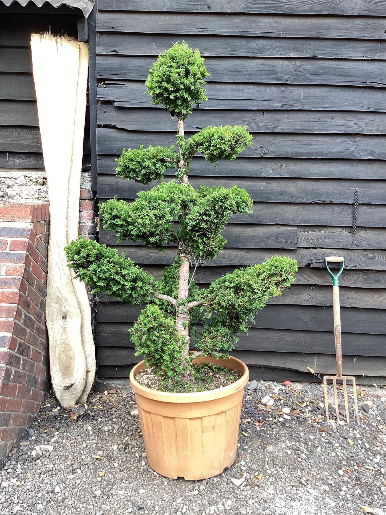 Taxus baccata (Bonsai) - 120-140cm, 90lt – Arundel Arboretum