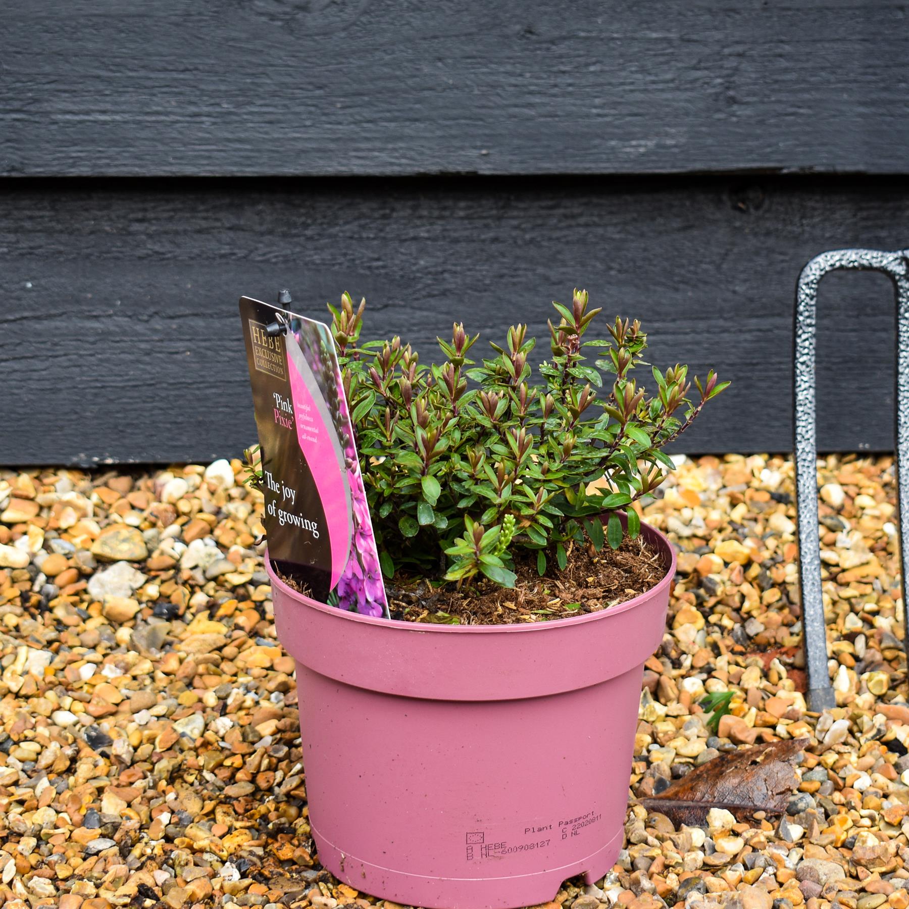 Hebe 'Pink Pixie' - Height 10-20cm - 2lt – Arundel Arboretum