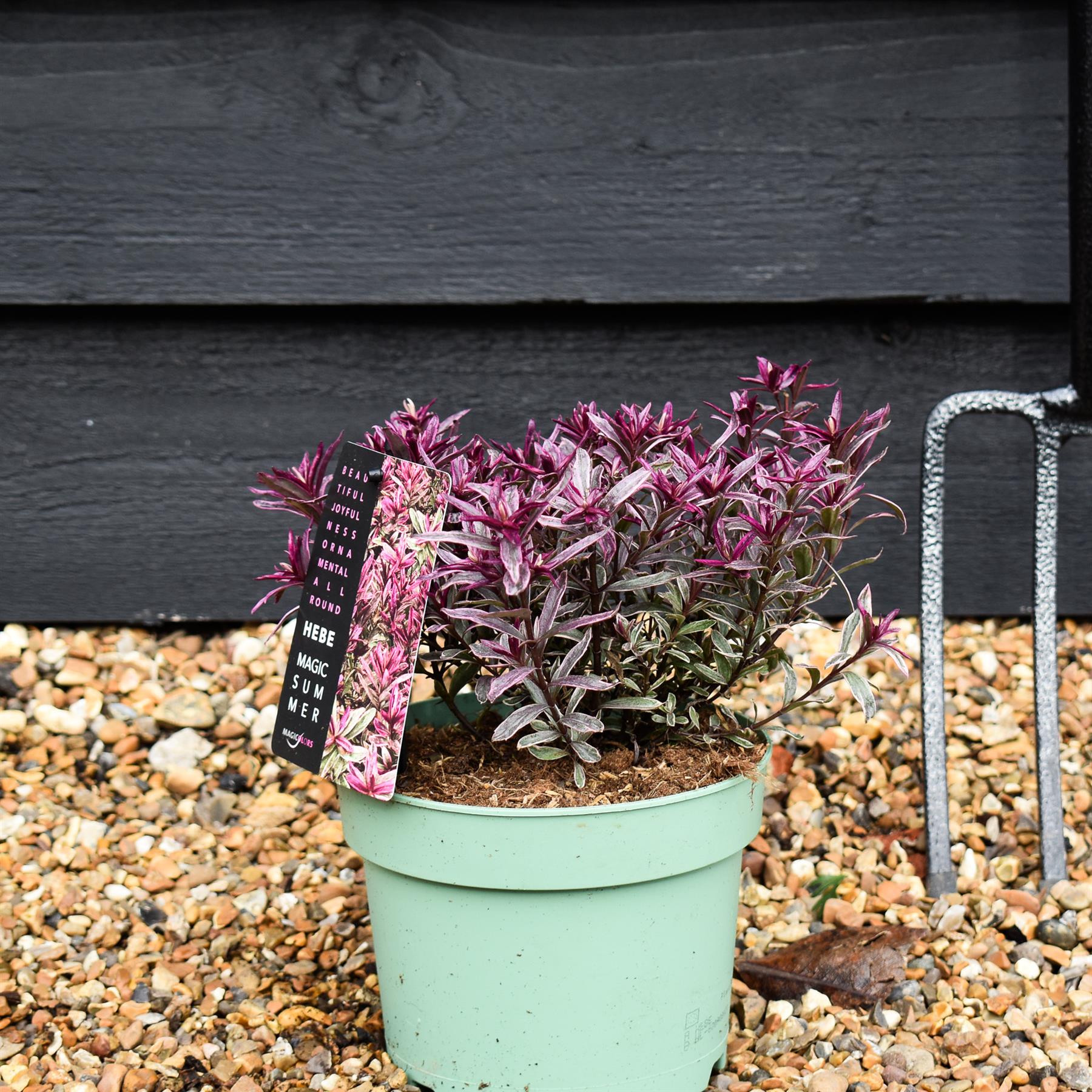 Hebe 'Magic Summer' - Height 10-20cm - 2lt – Arundel Arboretum