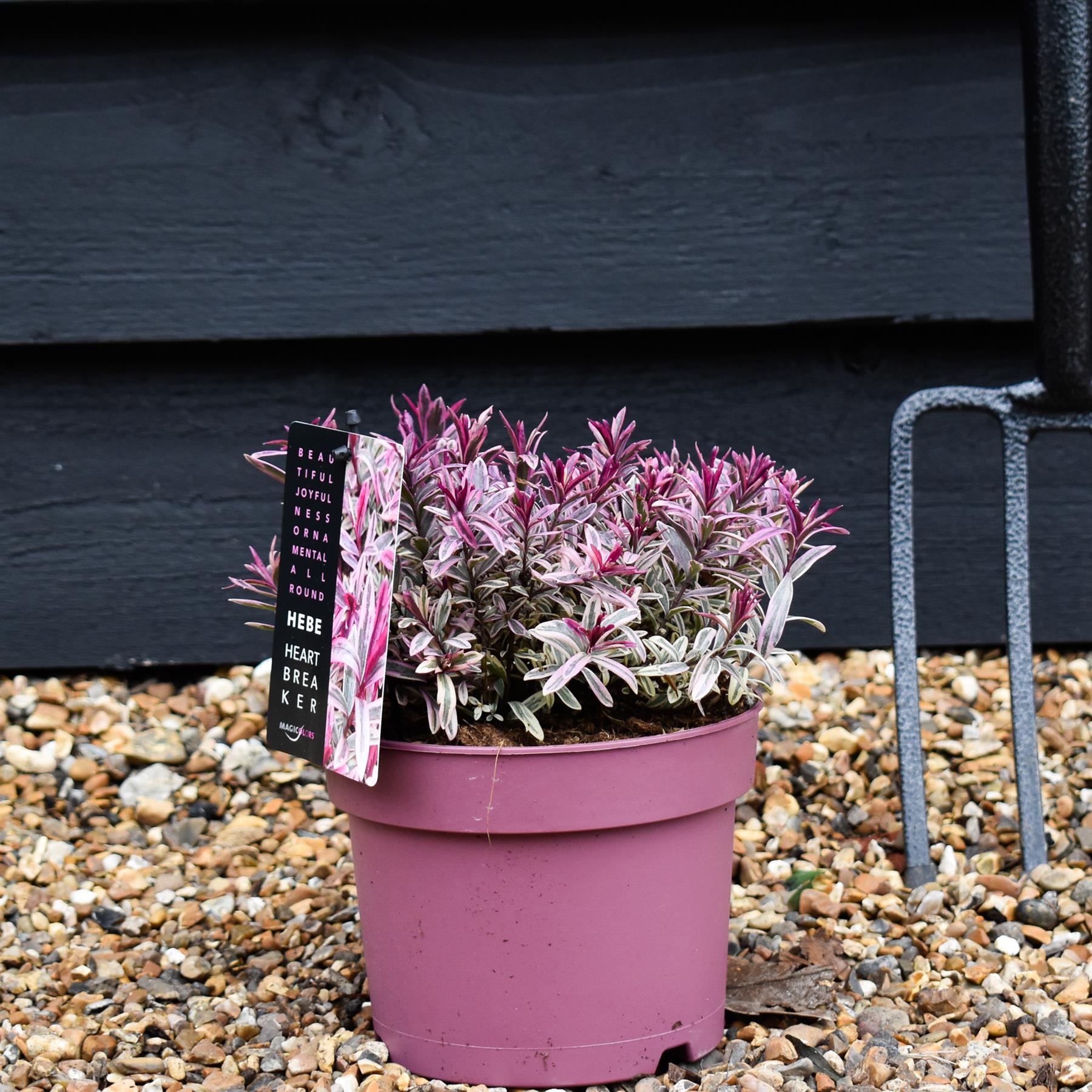 Hebe 'Heartbreak' - Height 10-20cm - 2lt – Arundel Arboretum