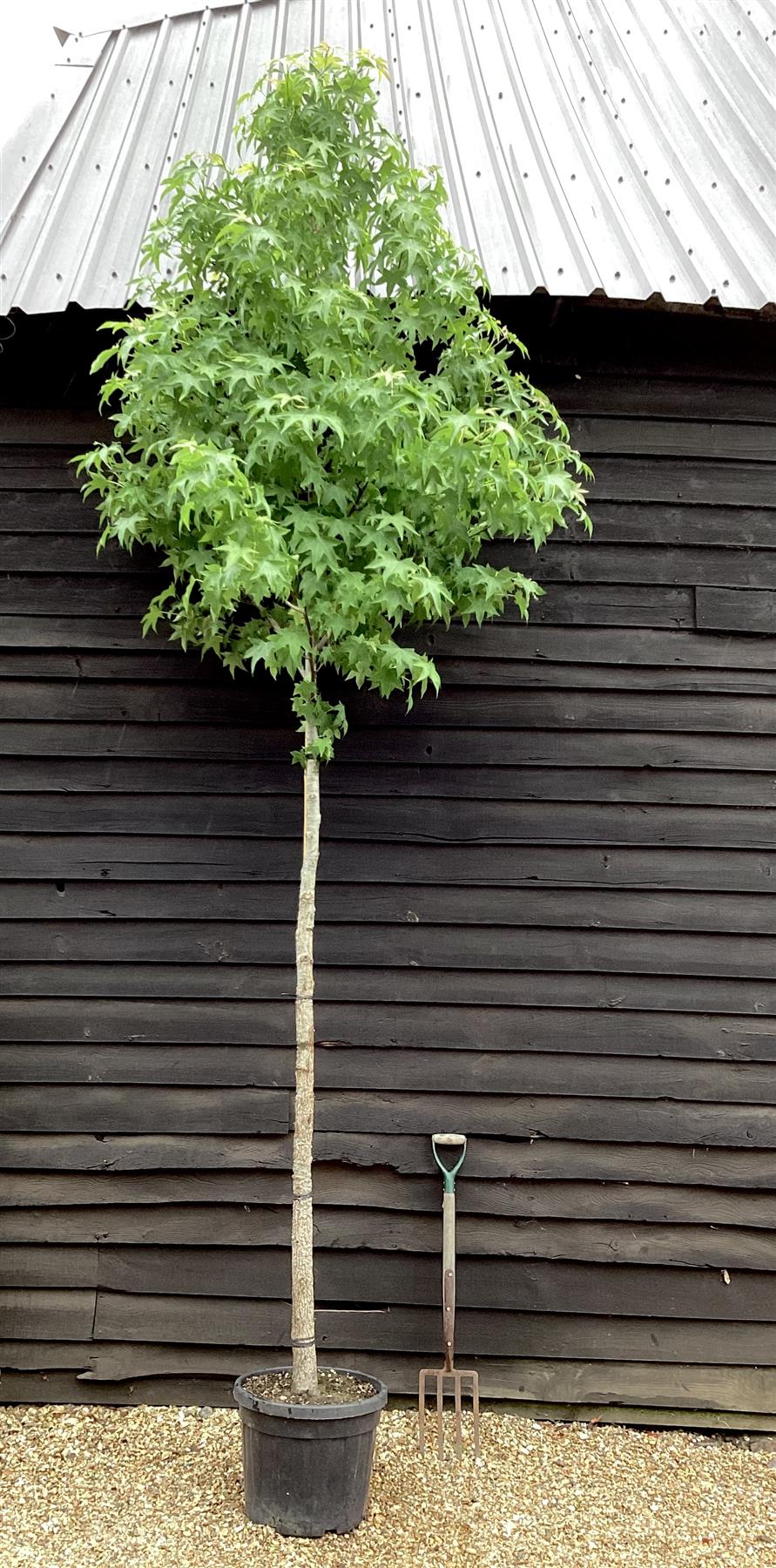 Liquidambar styraciflua | Sweet Gum Tree - 350-370cm, 55lt – Arundel Arboretum