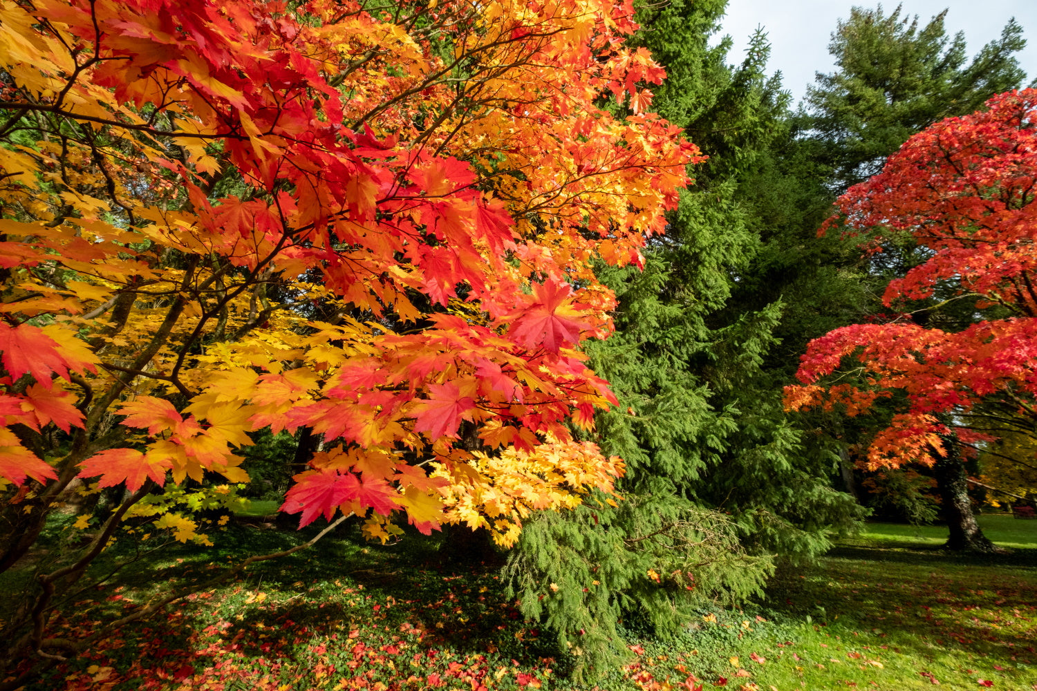 Acer / Maple – Arundel Arboretum