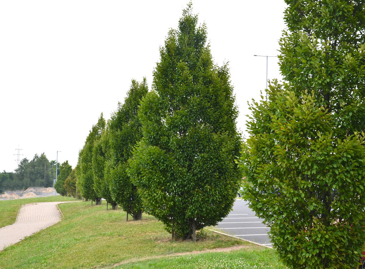 Carpinus betulus ‘Fastigiata’ / Upright Hornbeam – Arundel Arboretum
