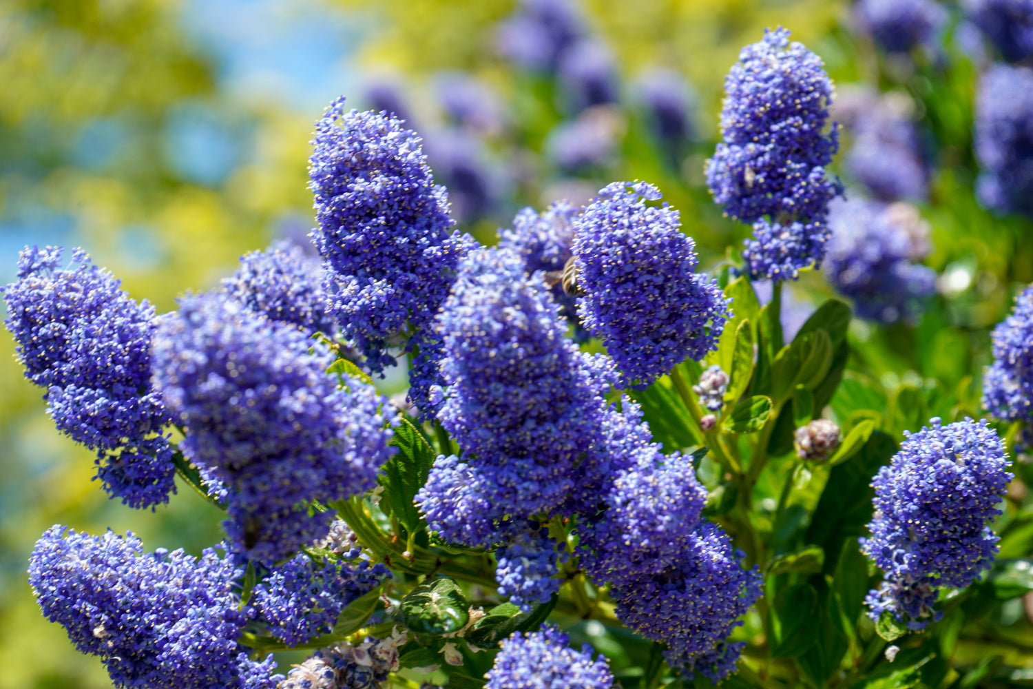 Californian Lilac Yankee Point