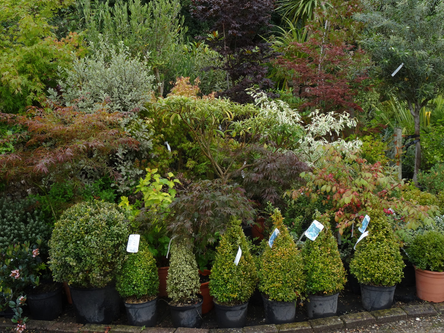 Shrubs to create an instant garden from our shrub nursery – Arundel ...