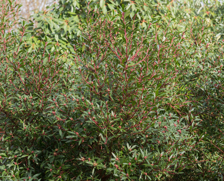 Drimys aromatica – Arundel Arboretum