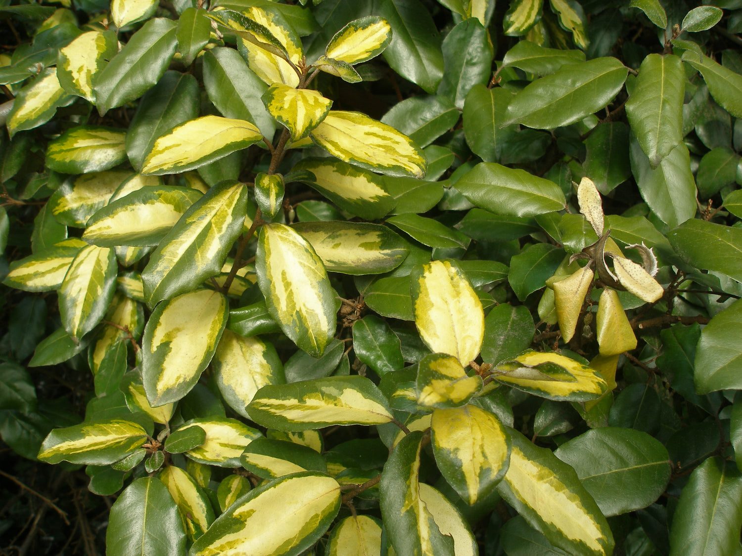 Elaeagnus X Ebbingei