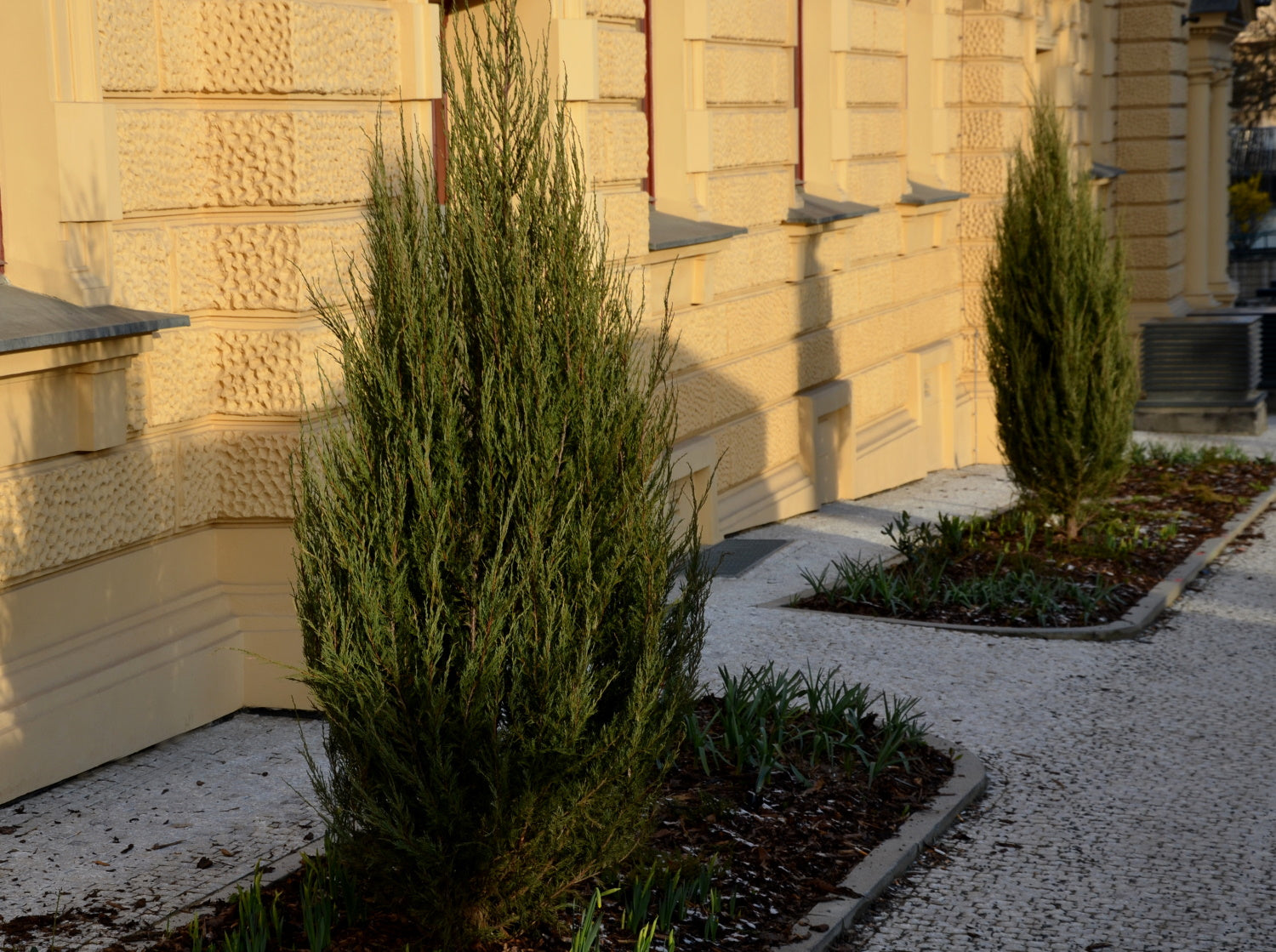 Juniperus virginiana ‘Skyrocket’ – Arundel Arboretum