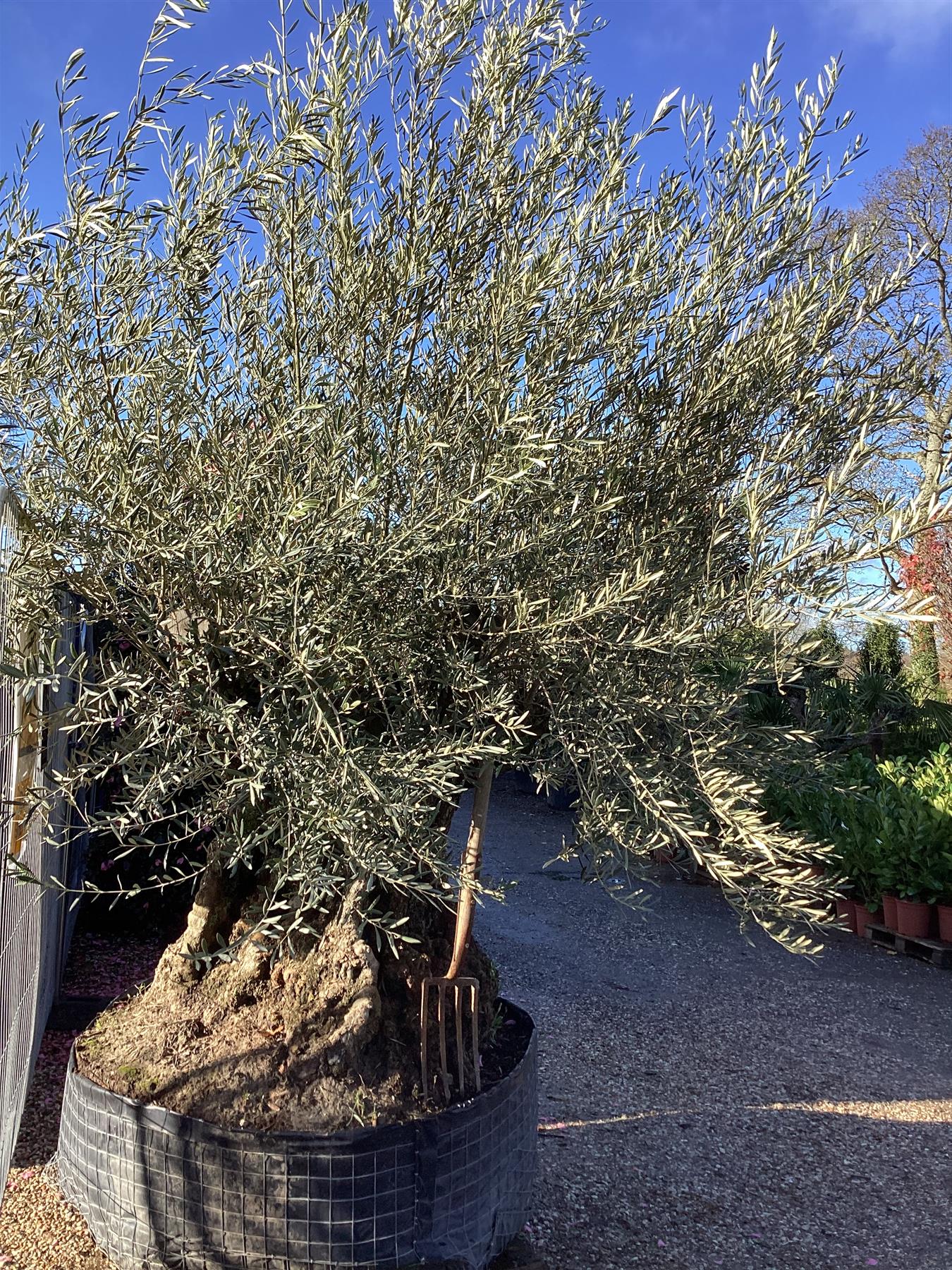 Olive Tree | Olea Europea 1/2 Std - 200-240cm, 90lt – Arundel Arboretum