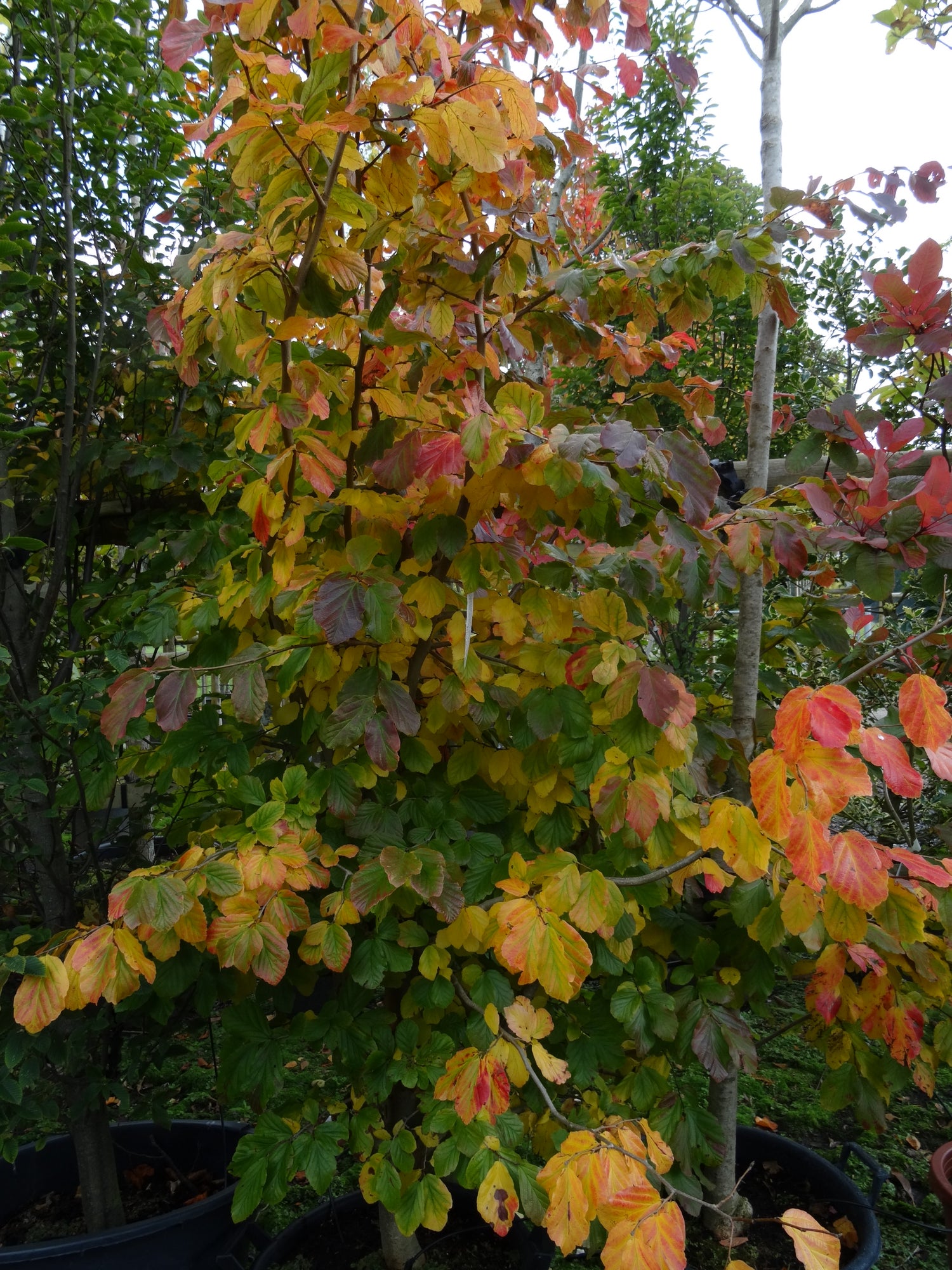 Mature Trees for Autumn Colour – Arundel Arboretum