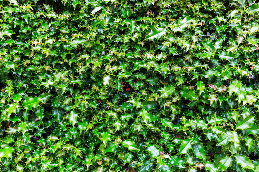Quercus ilex / Holm Oak-Evergreen Oak-Holly Oak – Arundel Arboretum