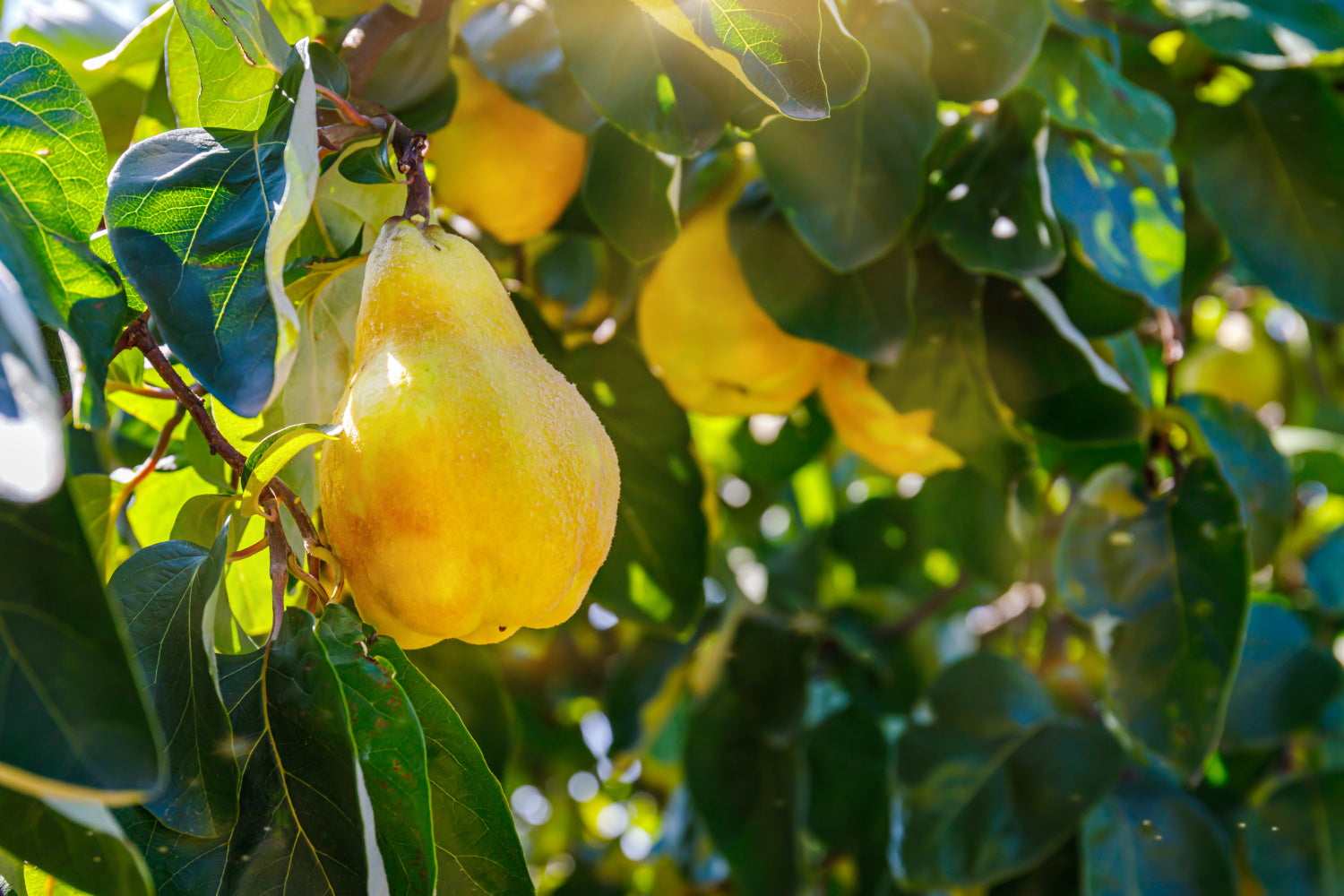 Vranja / Quince – Arundel Arboretum