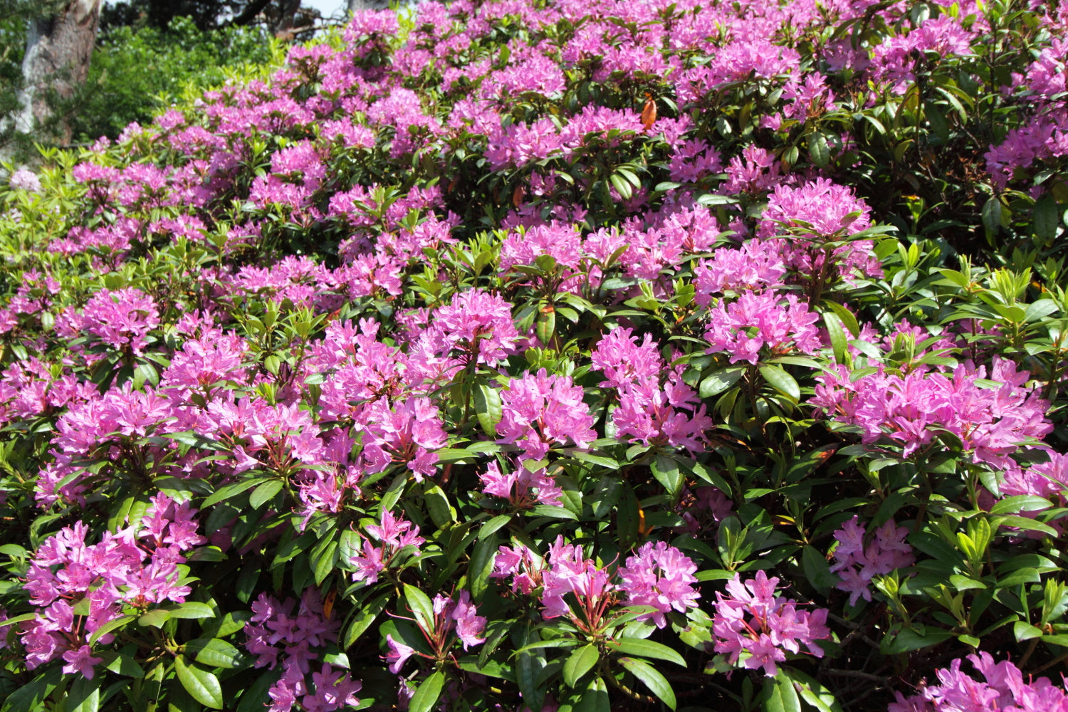 Rhododendron ponticum ‘Variegatum’ – Arundel Arboretum