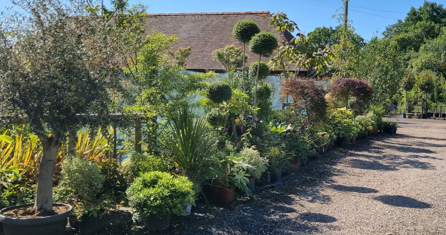 Ideal trees and shrubs for a south-facing garden – Arundel Arboretum