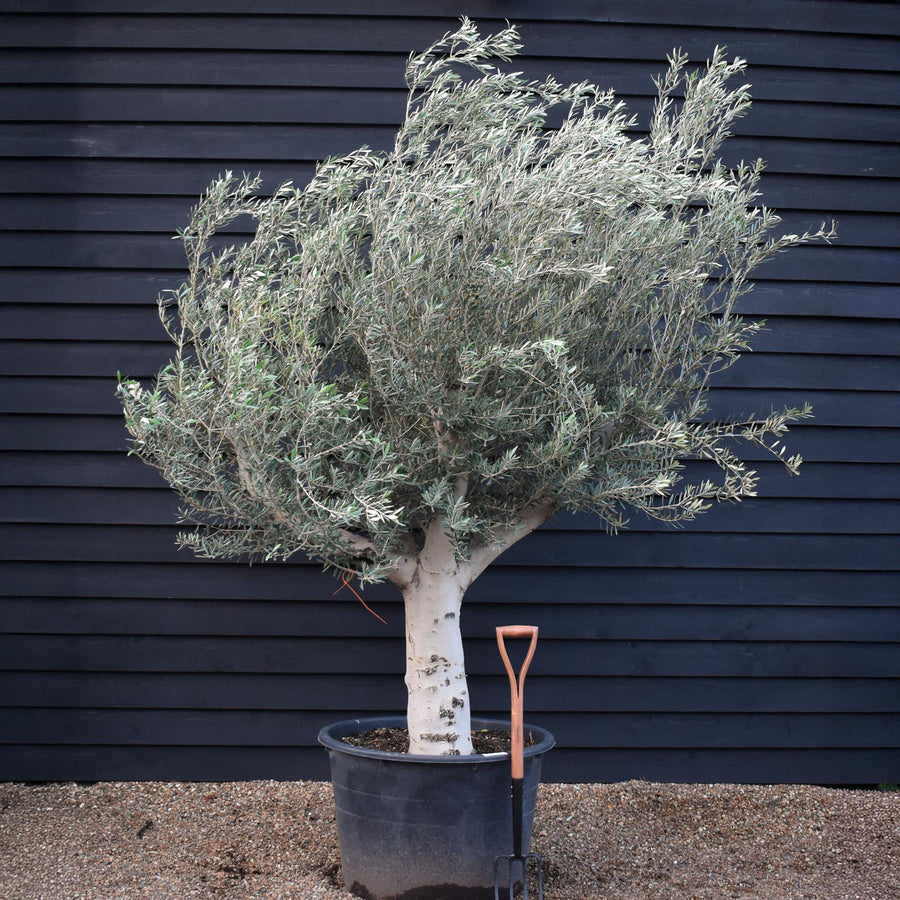 Olive Tree Care Guide: How to Grow Healthy Olive Trees at Home ...