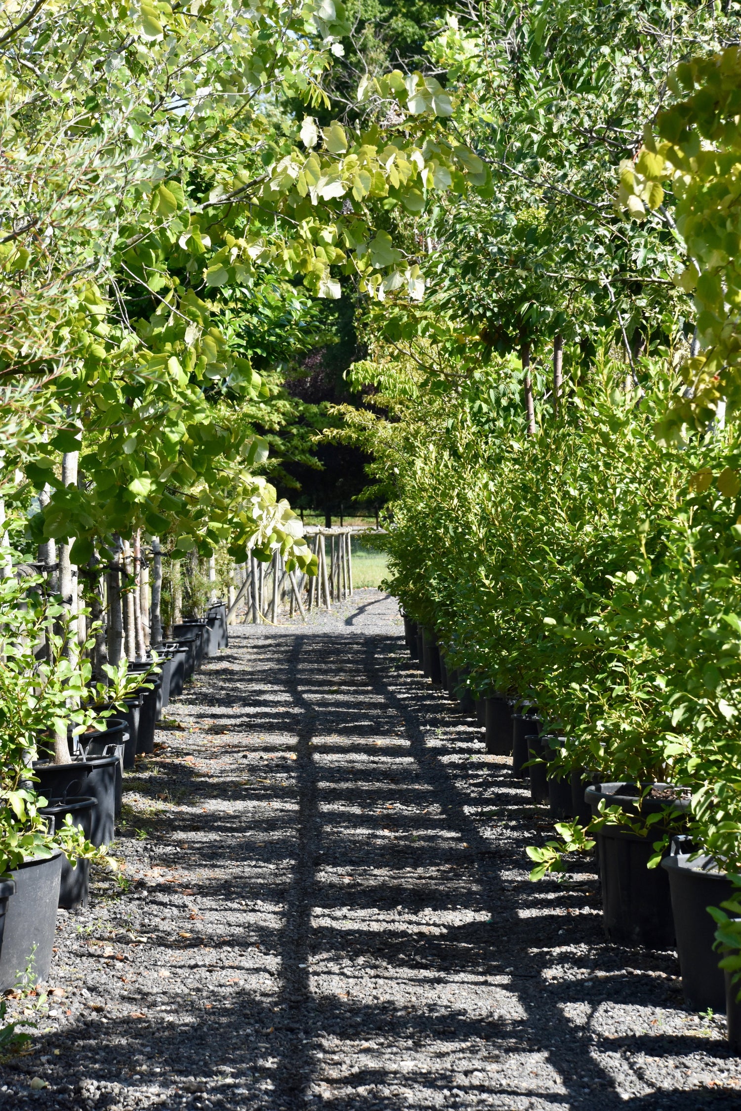 3 evergreen trees to add year long interest – Arundel Arboretum