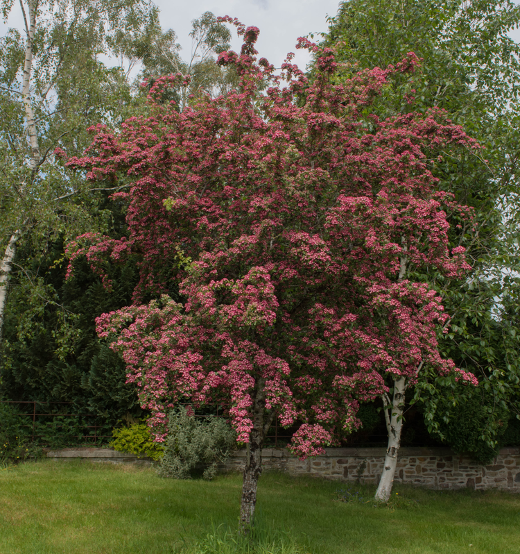 A Complete Guide to Pruning Hawthorn Trees – Arundel Arboretum