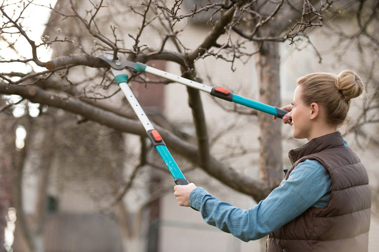 A Complete Guide to Pruning Hawthorn Trees – Arundel Arboretum