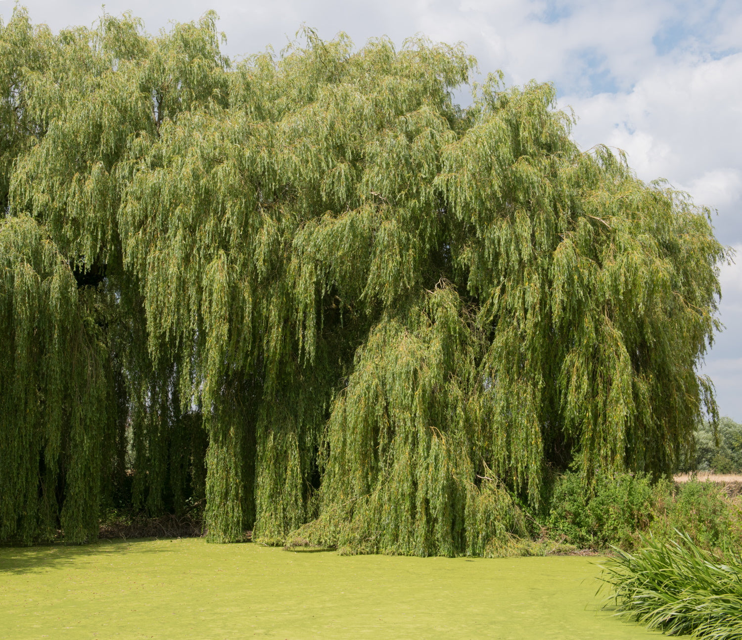 Salix / Willow – Arundel Arboretum