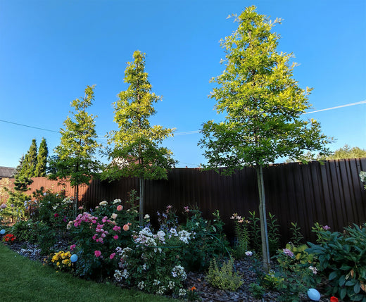 How to Choose the Best Screening Tree for Your Garden – Arundel Arboretum
