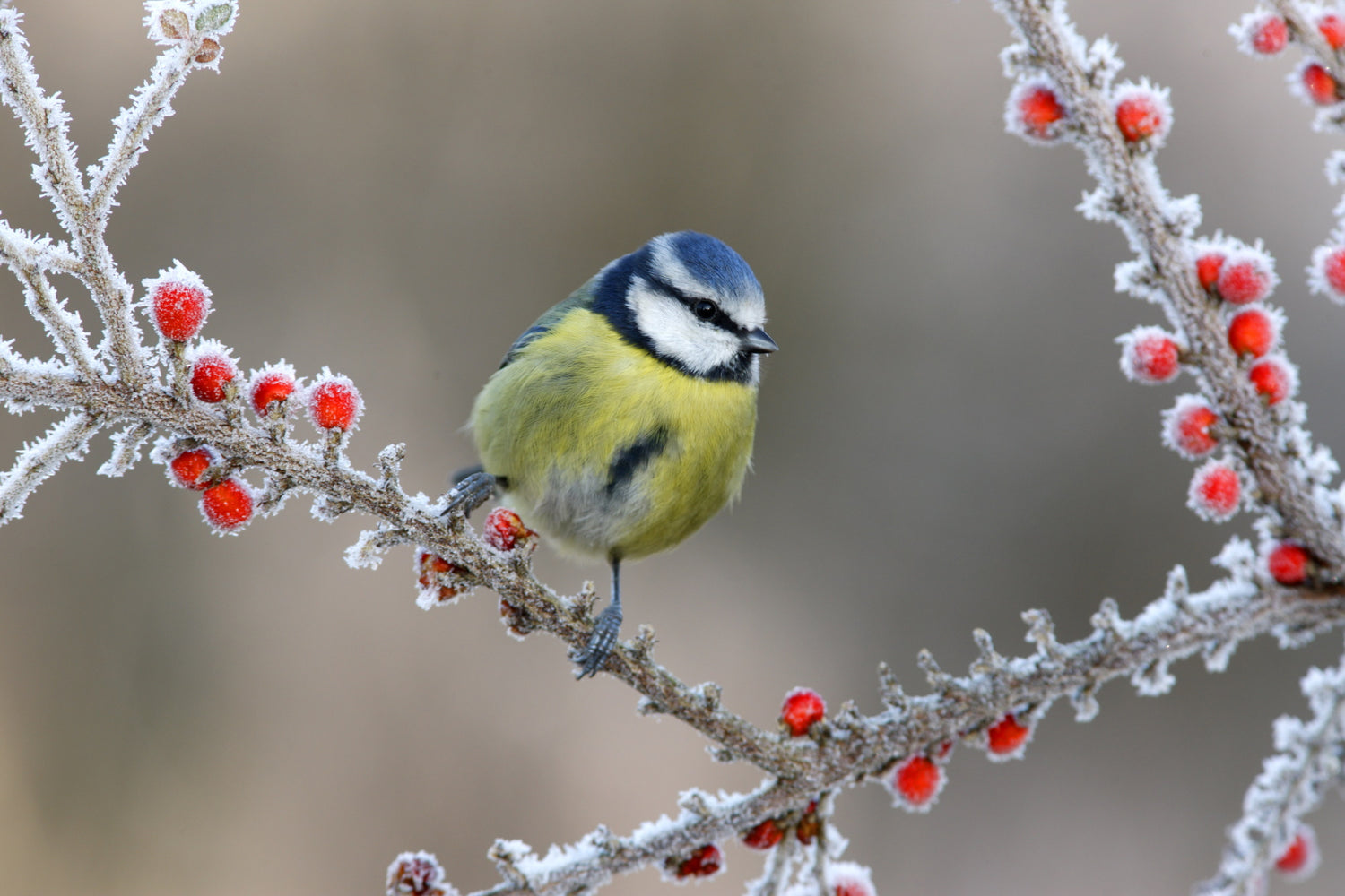 Trees to encourage garden wildlife – Arundel Arboretum