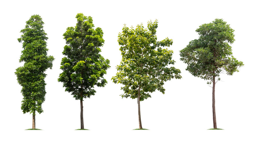 Tree Specifications Made Simple: An Essential Guide for Buyers ...