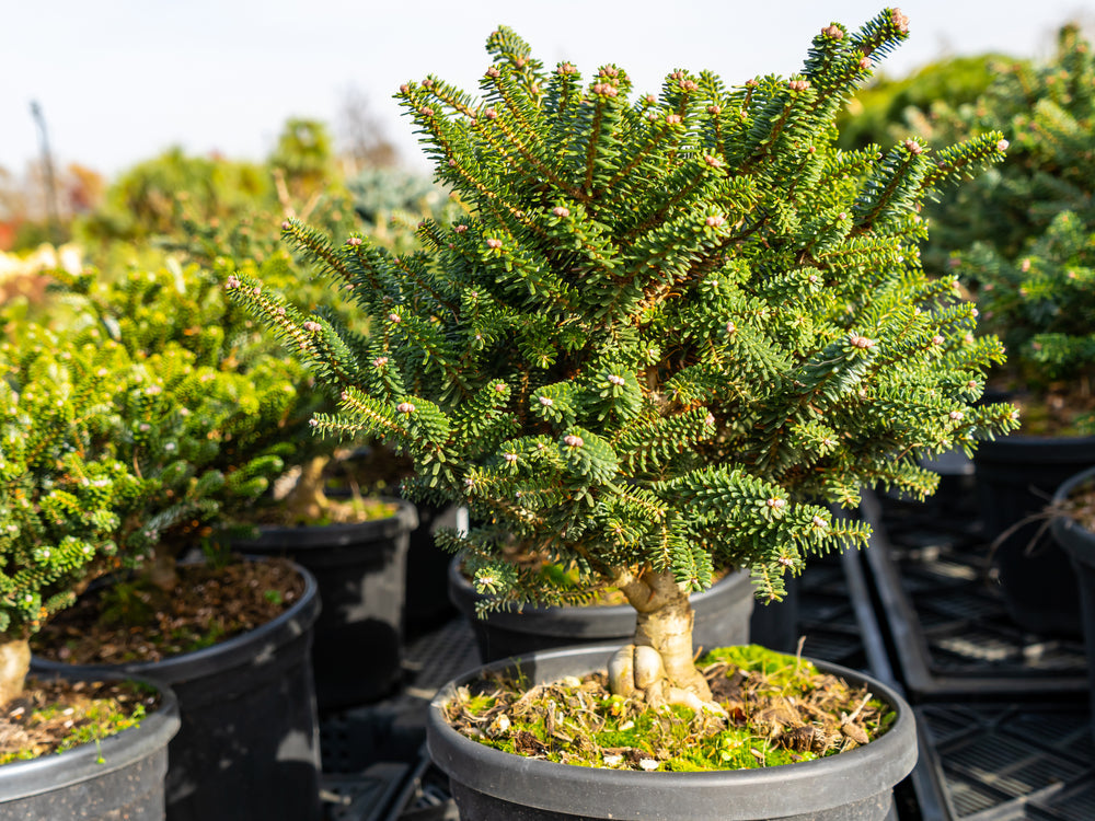 Buy Korean Fir (Abies koreana) online directly from expert nursery in ...