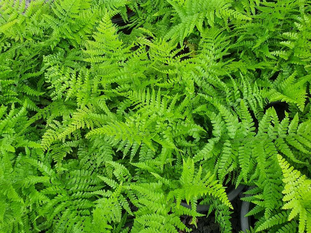 Athyrium | Lady fern – Arundel Arboretum