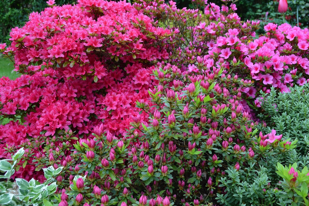 Azalea - Large Shrubs – Arundel Arboretum