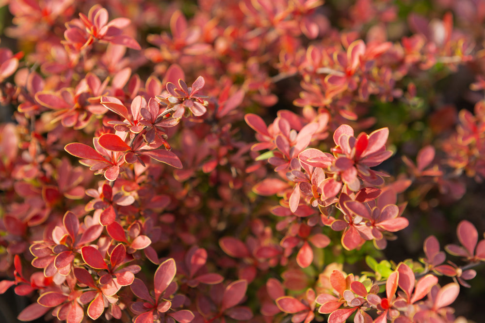 Barberry shrubs | Berberis | Hardy | Deep Red Bright Green – Arundel ...