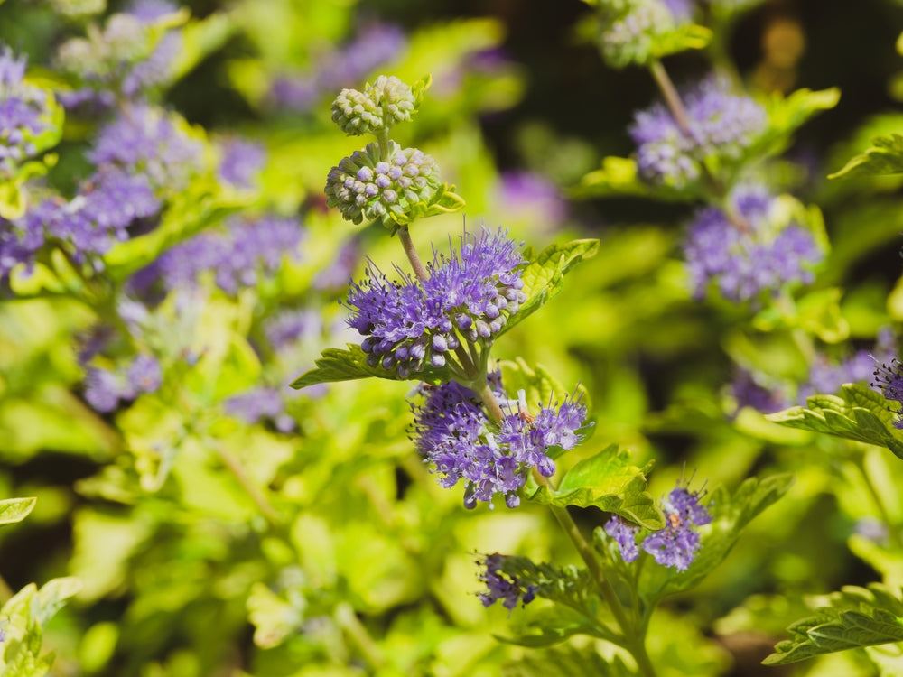 Caryopteris | Bluebeard - View the range of good quality plants ...