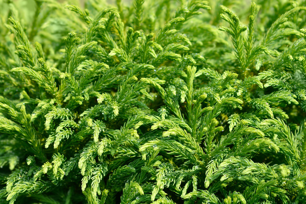 Japanese Evergreen Tree Types