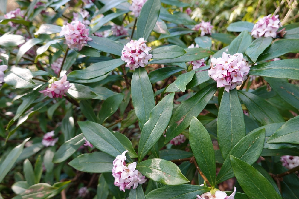Daphne shrubs – Arundel Arboretum