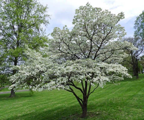 Dogwood Tree for Sale - buy online flowering dogwood trees, price at ...