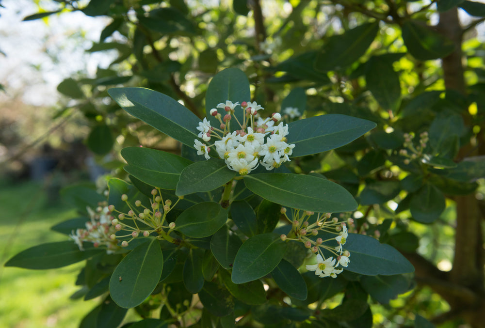 Drimys | Winter's bark – Arundel Arboretum
