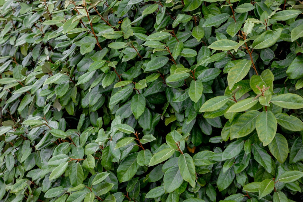 Elaeagnus ebbingei Evergreen Hedging | Sliverberry | Viveleg | Compacta ...