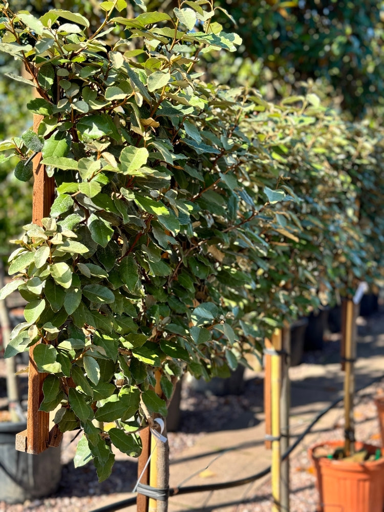 Elaeagnus Trees – Arundel Arboretum