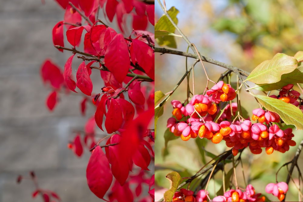 Spindle | Euonymus trees – Arundel Arboretum