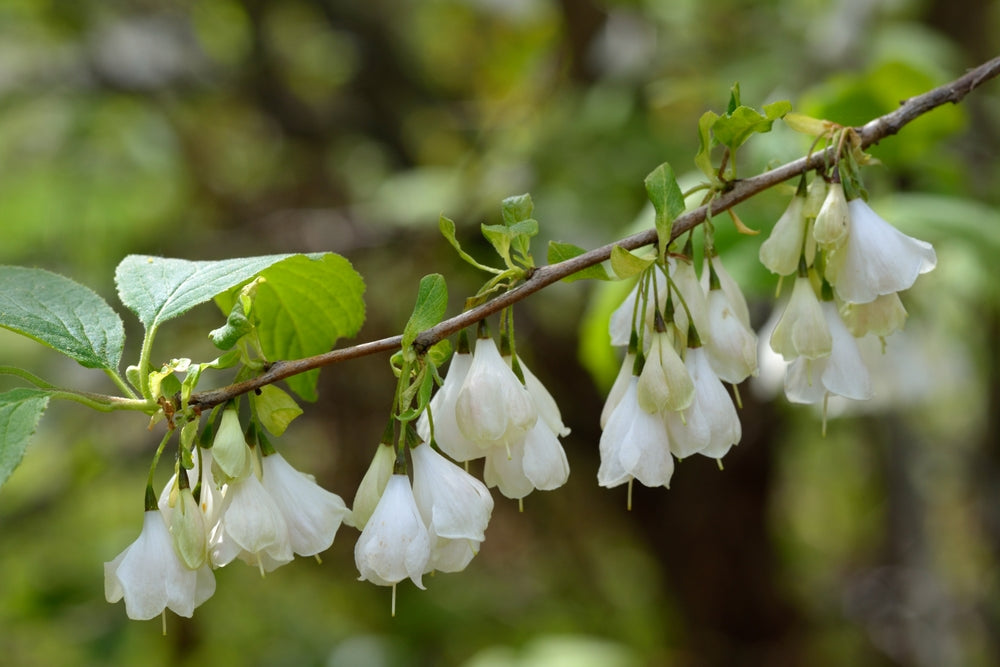 Silverbell | Halesia – Arundel Arboretum